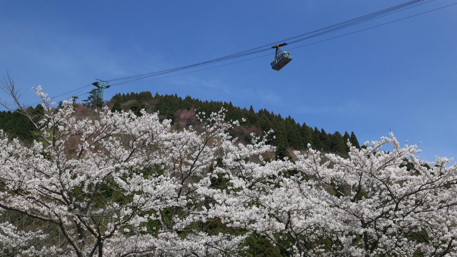 Mt. Tsurumi: Witness the Season’s Beauties on Beppu’s Famous Mountain