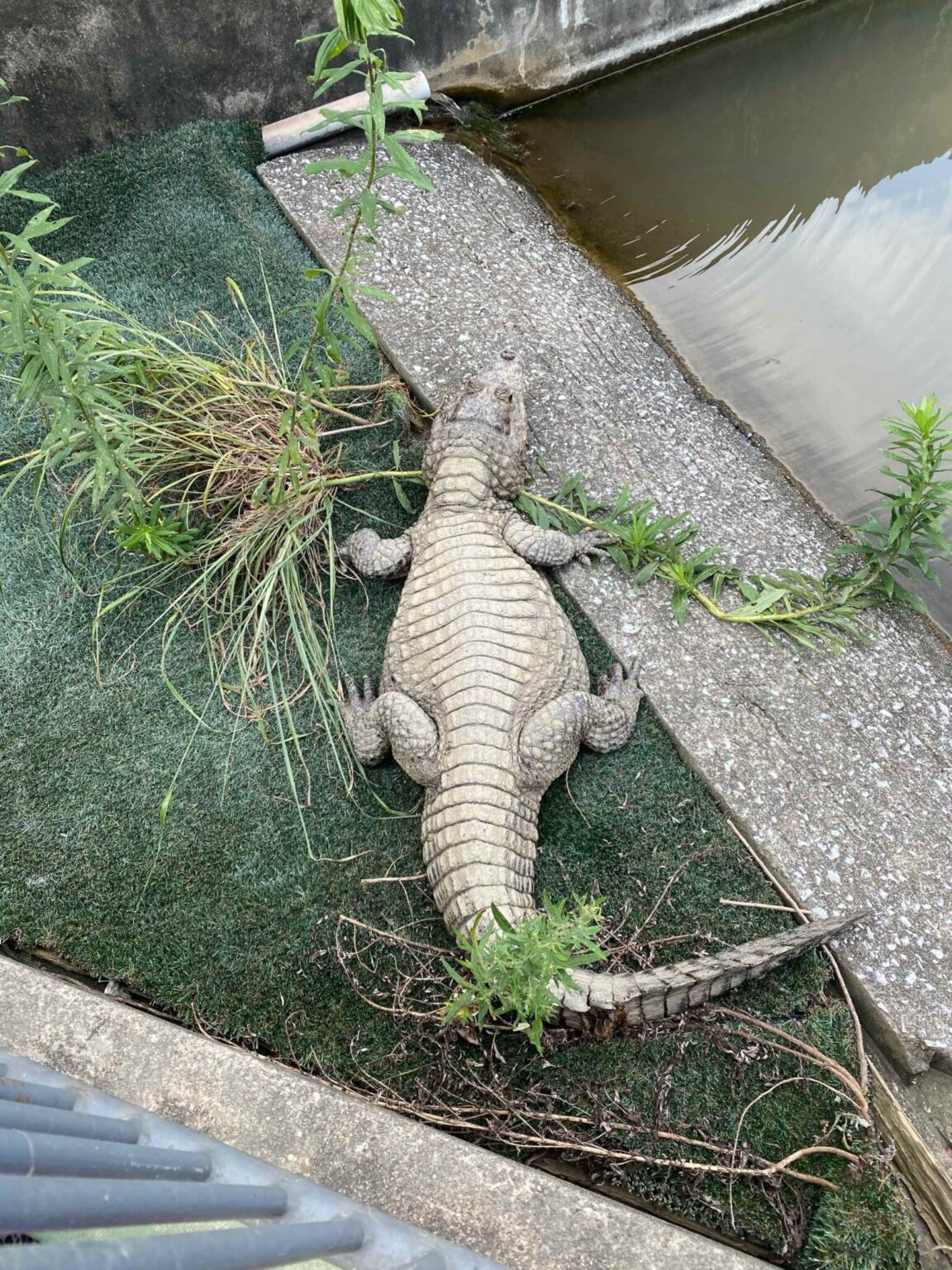 See Crocodiles and Alligators at the Oniyama Hot Spring in Beppu